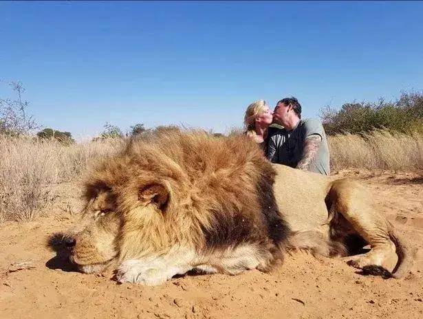 美女去非洲养狮子，2个月后美梦变终身噩梦！比狮虎更凶猛的是人心-搜狐大视野-搜狐新闻