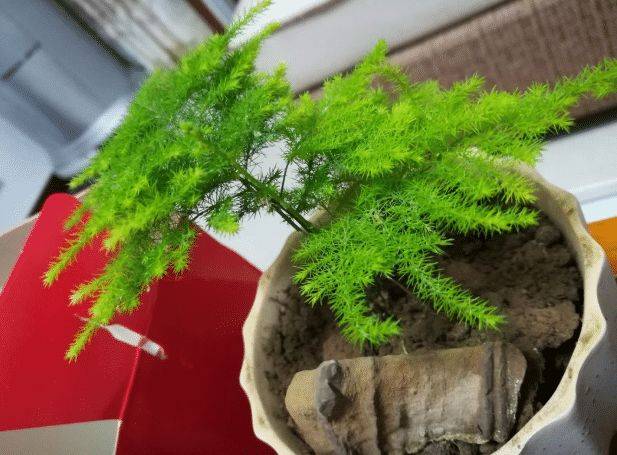 文竹最全养护方法，叶子越长越绿，10年也不发黄！早看早知道！太阳