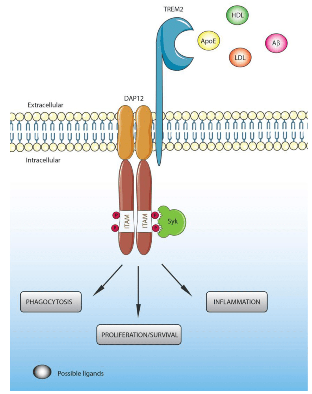 阿尔茨海默病致病基因之TREM2_into