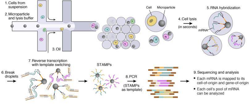 文献解读 用于研究发育、生理和疾病的单细胞RNA测序_scRNA-