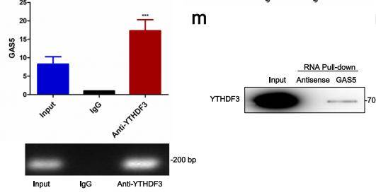 RIP-seq让m6A后期研究威力加倍 | RIP专题_蛋白