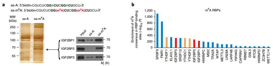 RIP-seq让m6A后期研究威力加倍 | RIP专题_蛋白