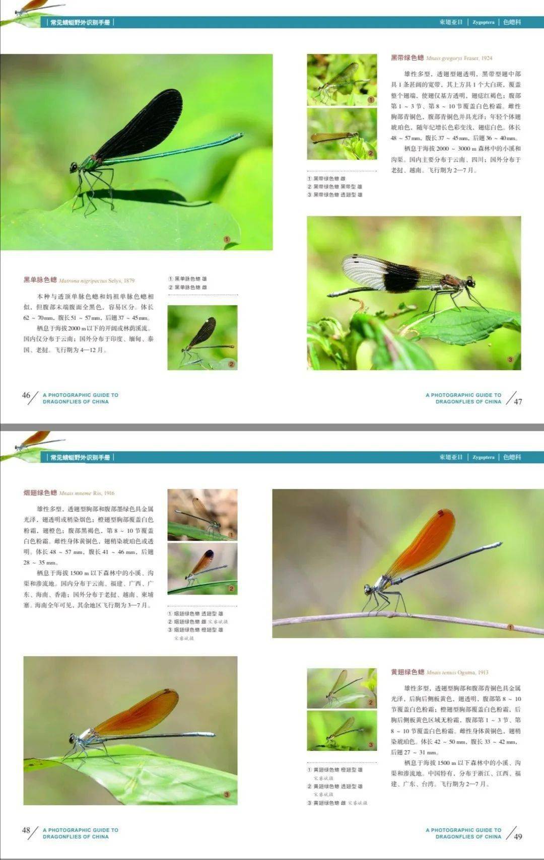 【新书推介】《常见蜻蜓野外识别手册》先行定制版全款预售-搜狐大视野-搜狐新闻