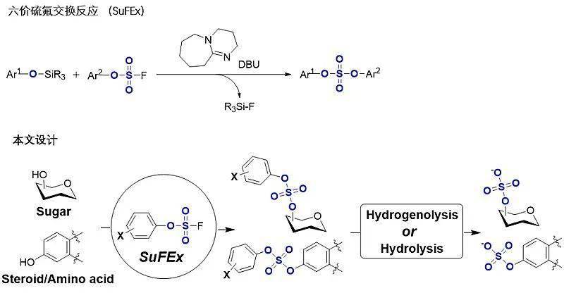 【有机】Angew. Chem.：基于六价硫氟交换（SuFEx）反应的通用羟基硫酸化修饰方法_保护