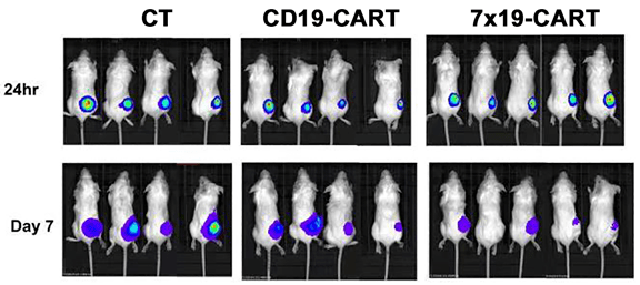 携带IL7/CCL19 CAR-T细胞治疗R/R DLBCL基础及临床研究_肿瘤