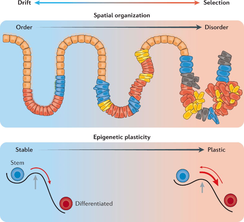 Nat.Rev.Genet最新综述丨万字长文阐释单细胞测序如何研究肿瘤进化_癌症