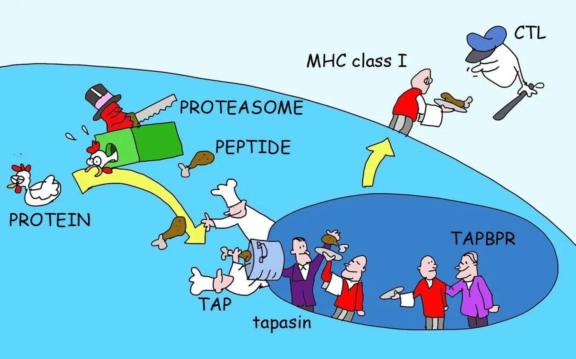 人人学懂免疫学：第十五期