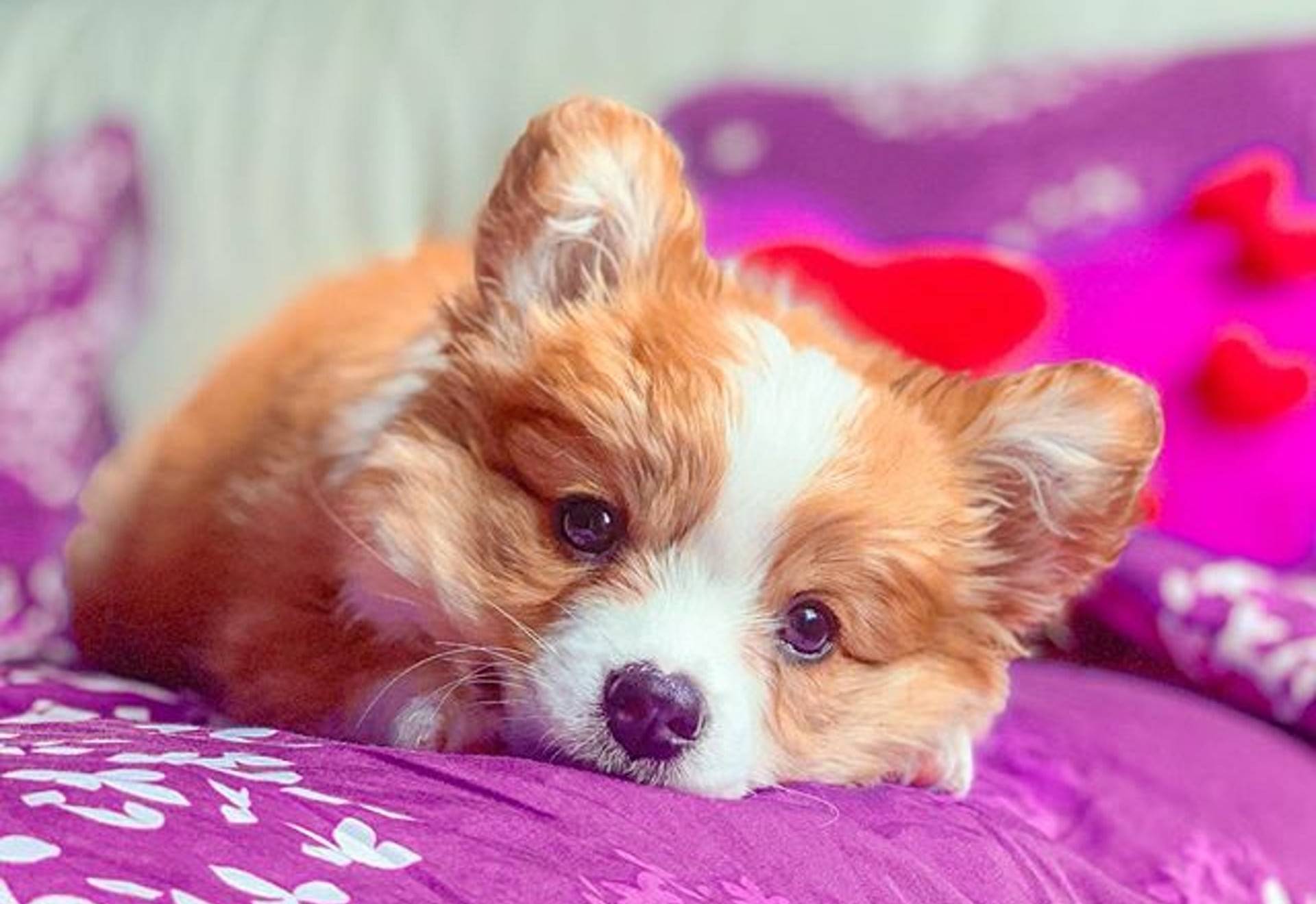 看到可爱柯基就想养狗？别冲动，不然难受的是主人自己_Baby