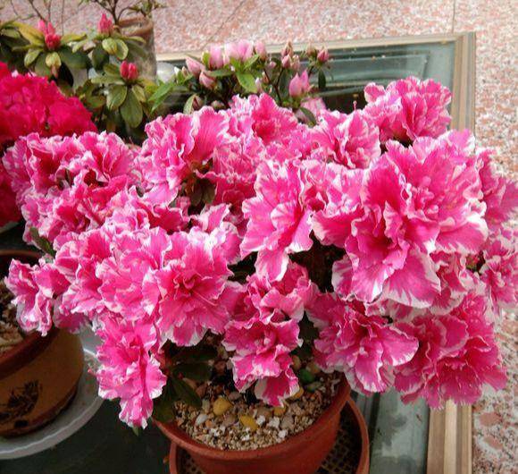 秋天养杜鹃，最佳孕蕾期，冷了休眠，热了开花，就是别手贱_修剪