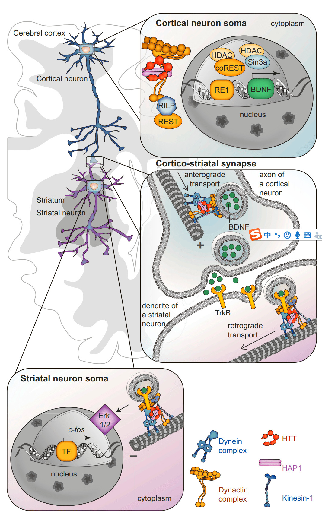 亨廷顿病致病基因HTT_the