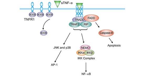 TNFR1：癌症双重作用分子，或可作为新型冠状病毒（COVID-19）治疗靶点_信号