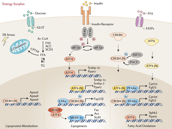 转录因子ATF/CREB蛋白家族在调控肝脏糖脂代谢与细胞生长中的临床应用_实验