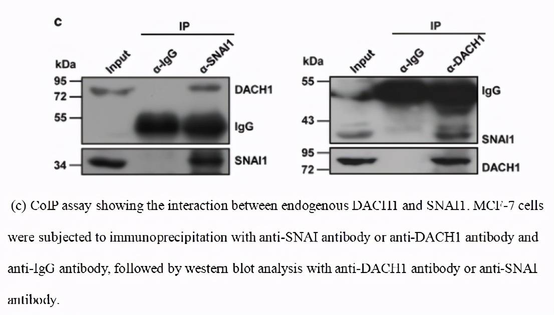 新手入门：CHIP、RIP、CoIP技术科普_蛋白