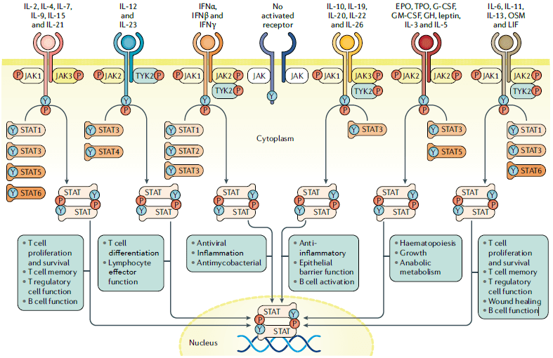 I期临床完成即获强生10亿美元引入的IBD重磅新药——TD-1473_治疗