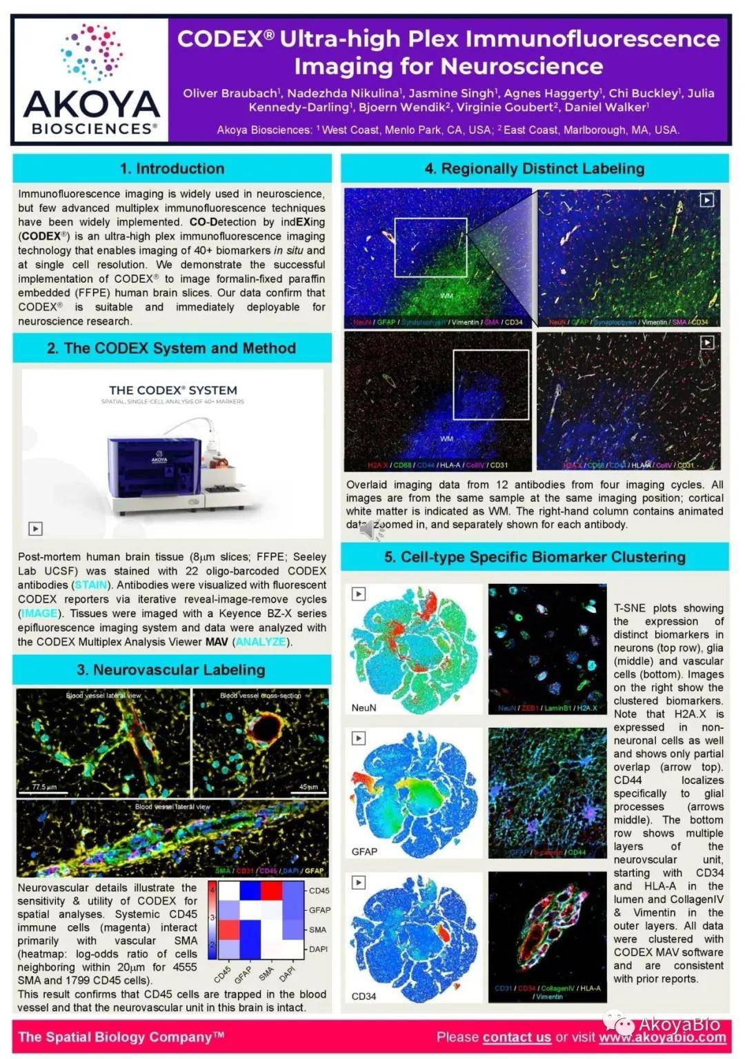 CODEX超多色免疫荧光和Phenoptics多色免疫荧光在神经科学研究中的应用_细胞