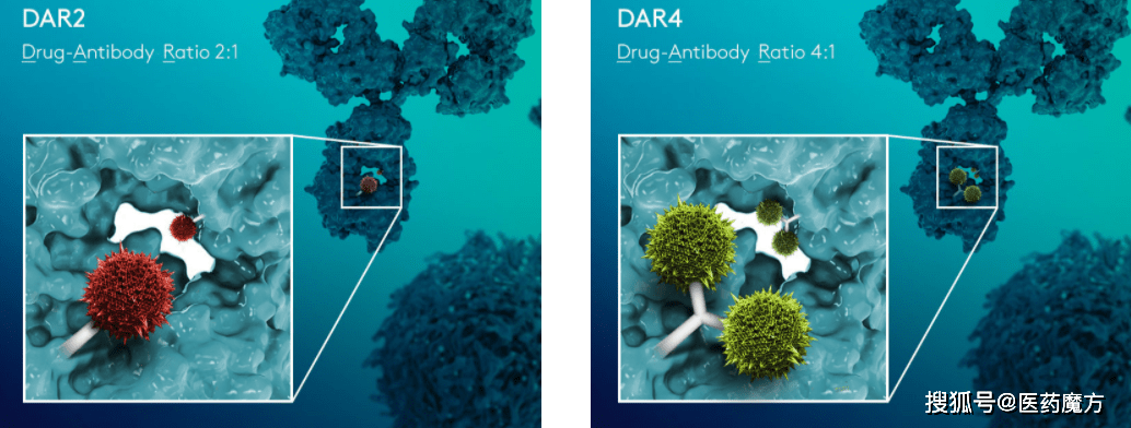 多项授权合作，Synaffix公司ADC专利技术解析_抗体