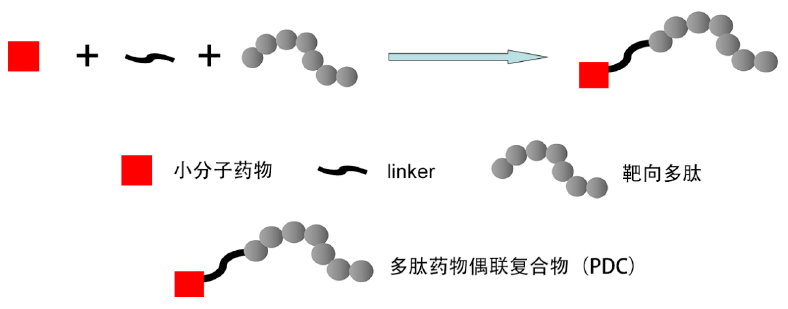 ADC抗体（抗体偶联药物）大热，PDC药物会是下一个风口？_生物