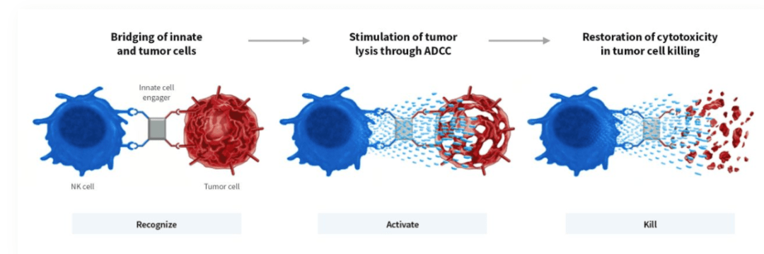 突破疗效局限，NK细胞结合双抗显示出增强的抗肿瘤功效_研究