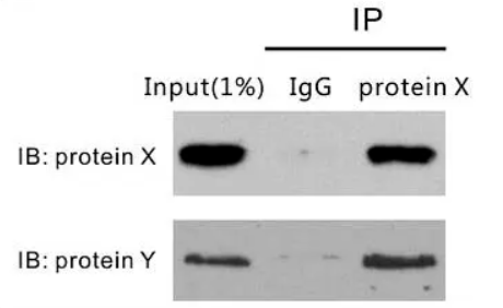 一文读懂CoIP实验：原理、实验流程、遇到的问题_抗体