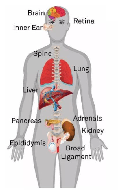 全身多脏器发现肿瘤，警惕这种罕见遗传性疾病！_影像诊断中心