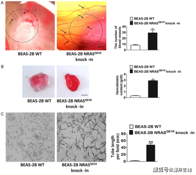 CRISPR基因编辑BEAS-2B细胞系——希望就在呼吸之间—源井生物_研究