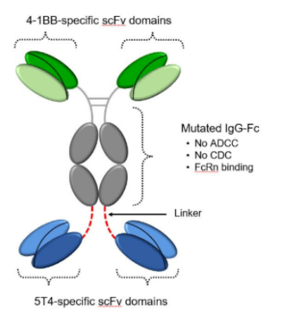 研究报告 | 5T4靶点在研现状_细胞