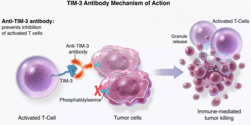 研究报告 | TIM-3靶点在研现状_细胞