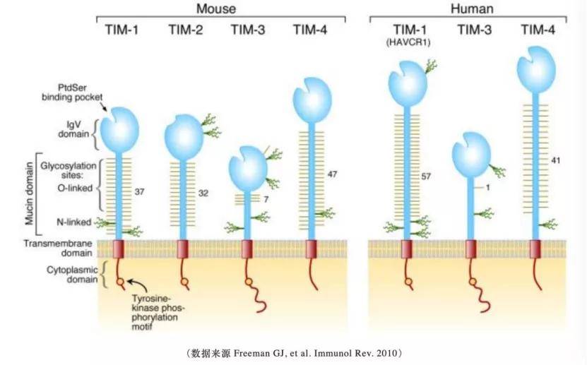 研究报告 | TIM-3靶点在研现状_细胞