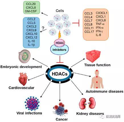 聚焦药靶：HDAC抑制剂的最新研究进展_细胞核