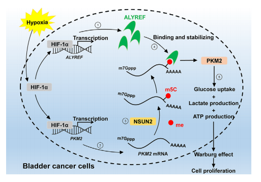 RNA修饰前沿动态：m5C最新高分汇总_研究