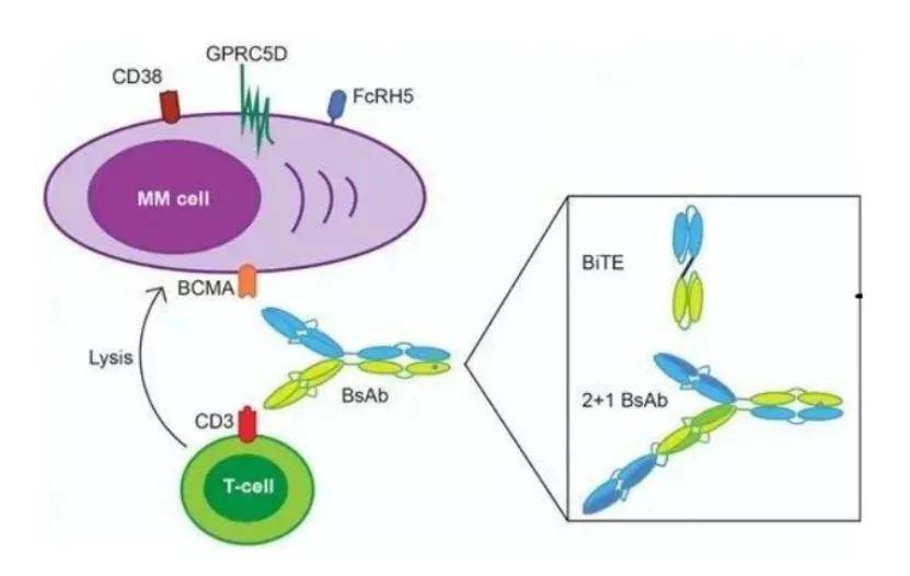 研究报告 | 靶向GPRC5D药物在研现状_多发性