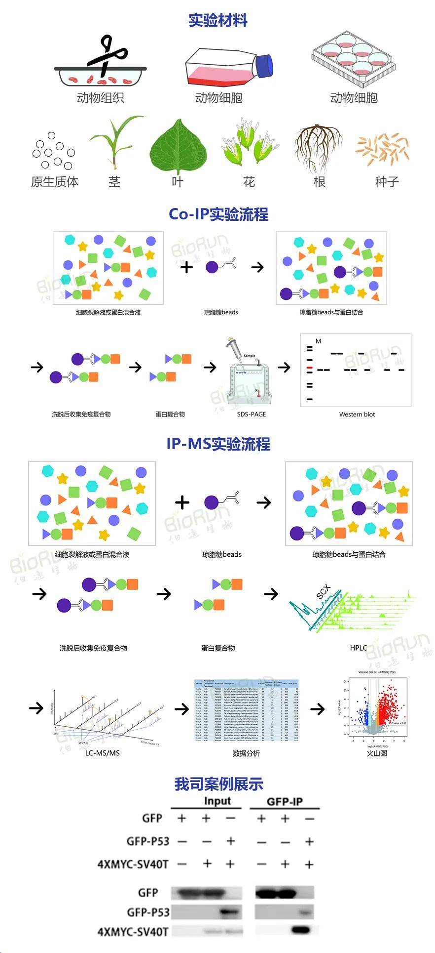 【小远答疑】那些困扰你的Co-IP检测问题_抗体