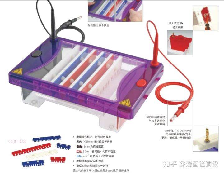 【干货】Northern Blot全流程解析_凝胶