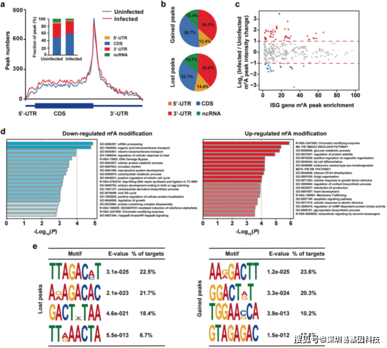 易基因：文献科普 | 宿主细胞中SARS-CoV-2（新冠病毒）的m6A甲基化研究_miCLIP