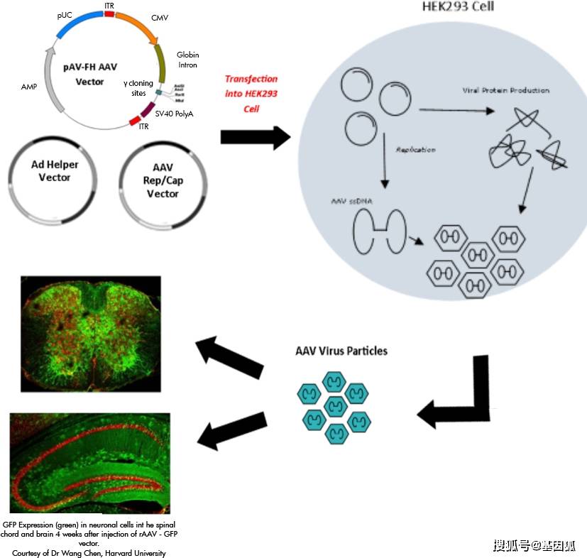 经验分享：重组腺相关病毒载体（rAAV）介绍_基因组_Rep_细胞