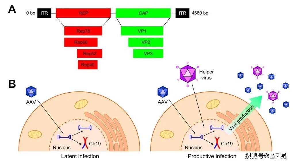 经验分享：腺相关病毒（AAV）在基因治疗中的研究进展和未来应用_临床_载体_Rep
