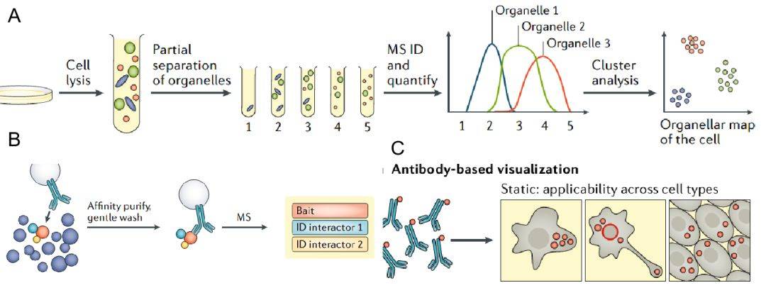 Nature Reviews：Spatial Proteomics，细胞生物学研究利器_分析_蛋白质_human