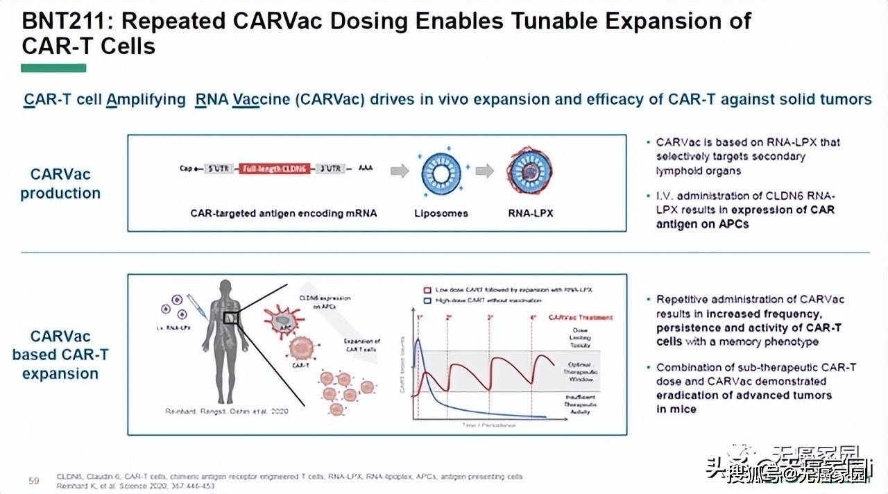 疾病控制率达86%！创新细胞免疫疗法CAR-T和mRNA疫苗强强联手挑战实体瘤！_癌症_研究进展_肿瘤