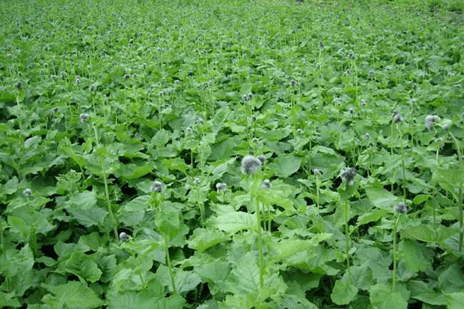 金诃藏药带你认识藏药材——藏木香_土木_行气_菊科