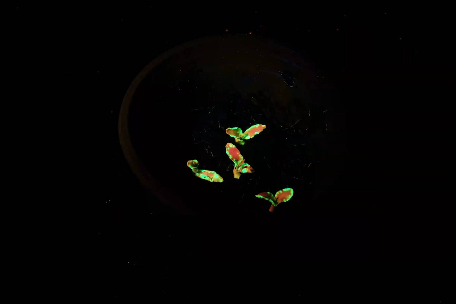 实验室以及野外如何检测荧光蛋白GFP RFP_观测_细胞_DsRed