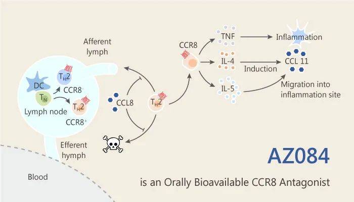 靶向清除肿瘤Treg细胞，CCR8或将成为肿瘤免疫治疗新星！_临床_药物_作用