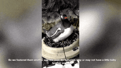 这对企鹅同性伴侣孵化了一枚被遗弃的企鹅蛋，并把小家伙抚养长大_Sphen_Magic_Lara