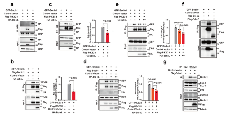 【SCI文献解读】SRSF1在肿瘤发生中的新调控作用_Bcl-x_调节_诱导