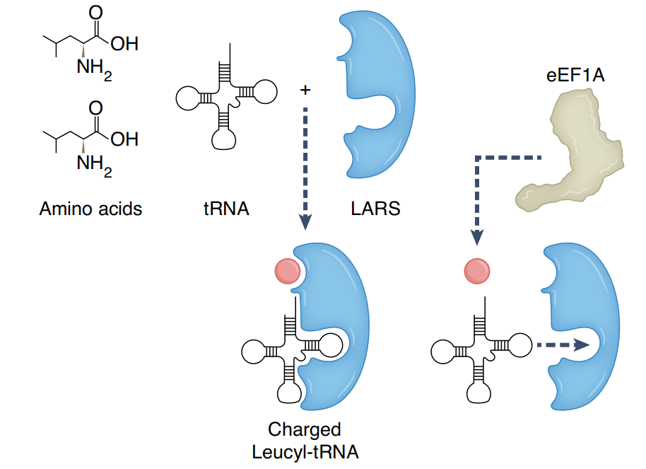 Nature子刊：亮氨酸tRNA合成酶是乳腺癌的肿瘤抑制因子_研究_tRNA-LeuCAG_癌症