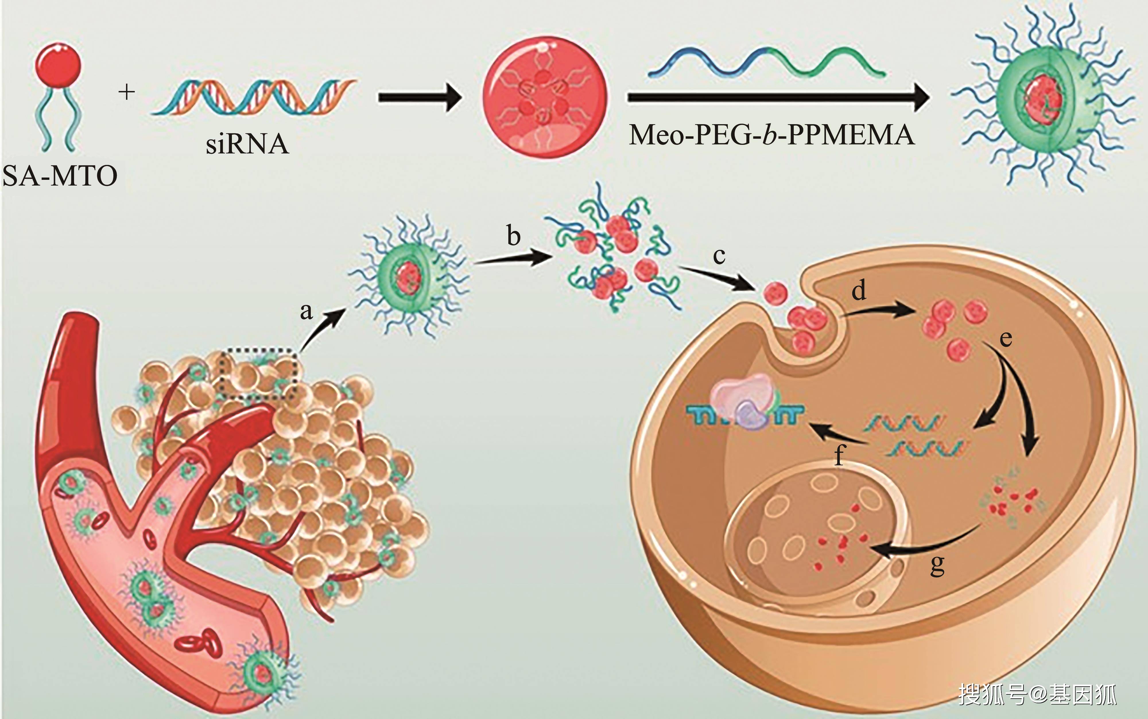 经验分享：小干扰RNA（siRNA）纳米递送系统研究进展简介_microRNA_沉默_药物