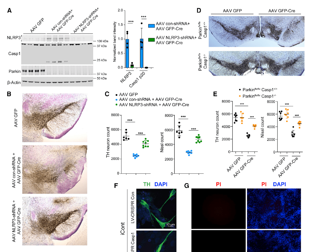 Neuron | NLRP3 -- 治疗帕金森病的新靶点_Hopkins_parkin_神经元