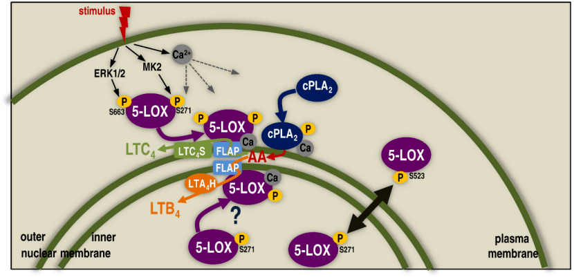 阿斯利康：1类化药AZD5718片国内报临床，用于冠状动脉疾病_of_白三烯_药物