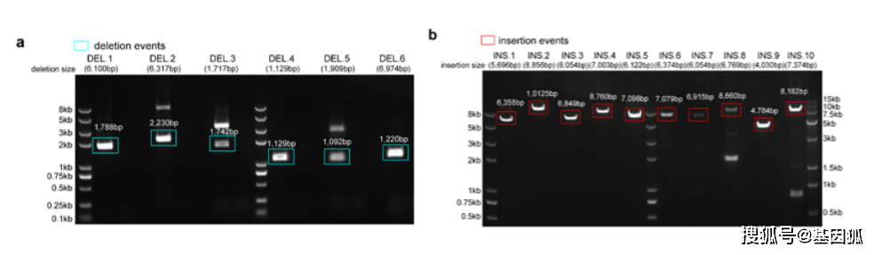 学术前沿：单细胞测序，助力人类基因组从头组装_平台_PacBio_SMOOTH-seq