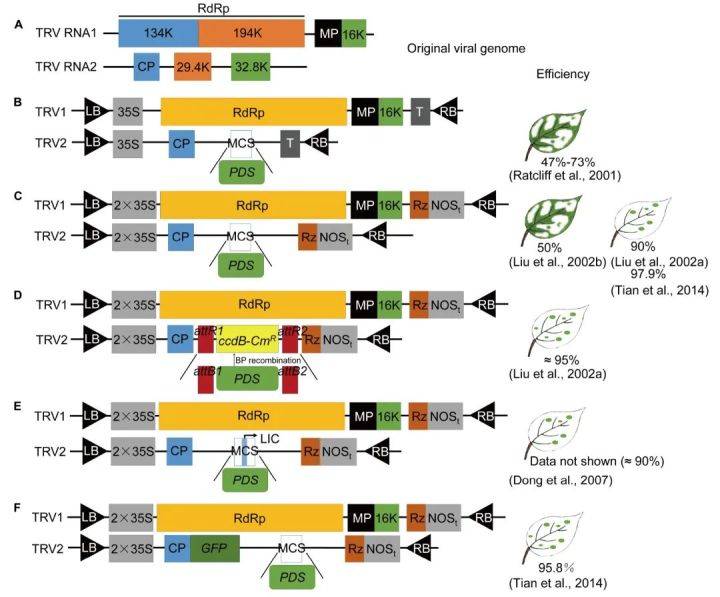 没有转化体系的物种，如何研究其基因功能？（三）_Virus_al_病毒