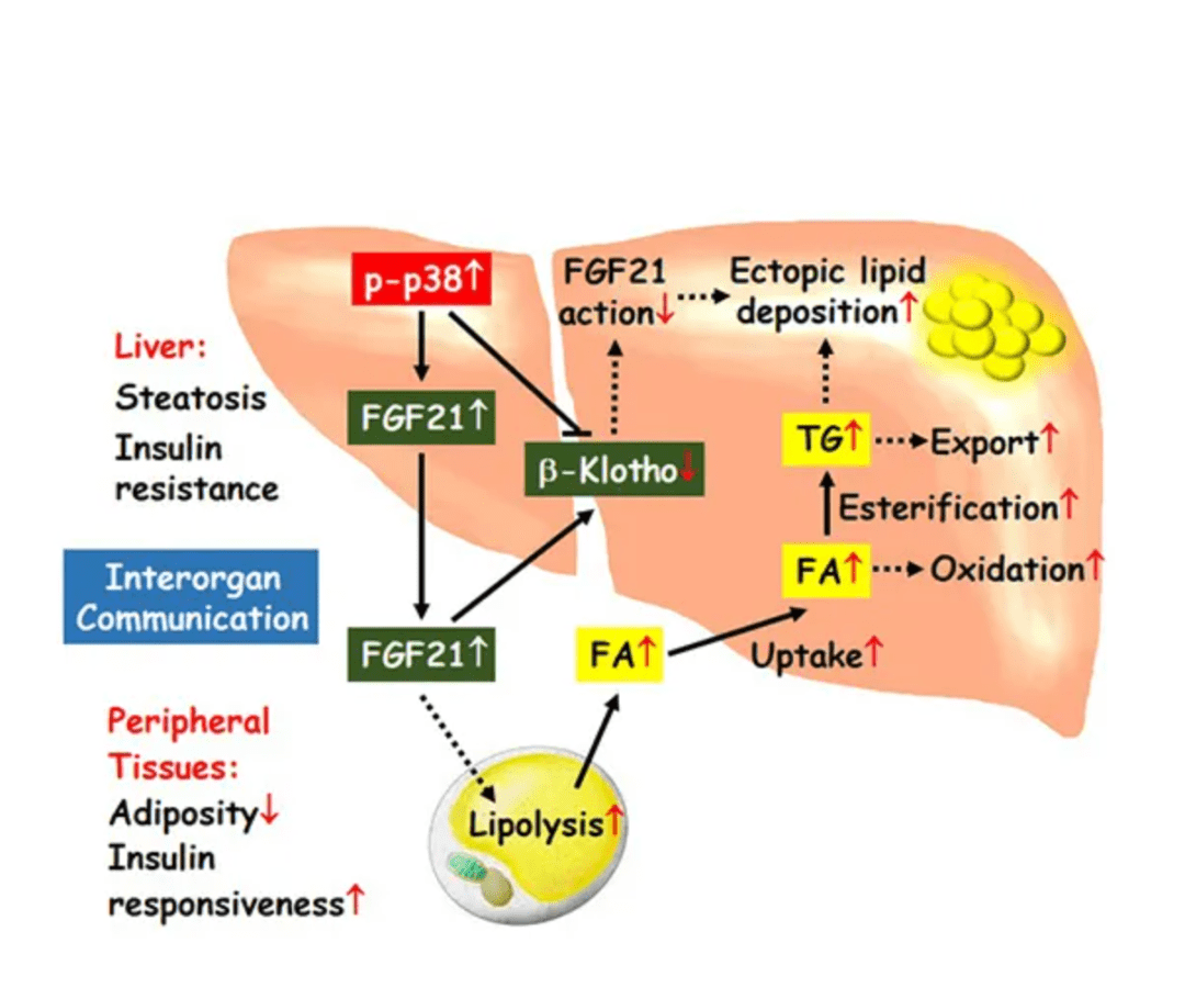 基因治疗免疫分析: 皮下注射mRNA - FGF21_Moderna_蛋白_半衰期